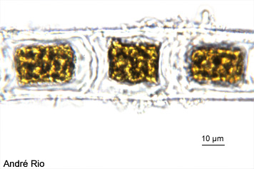 Faune algue Chlorophyta Rhizoclonium riparium Atlantique Manche