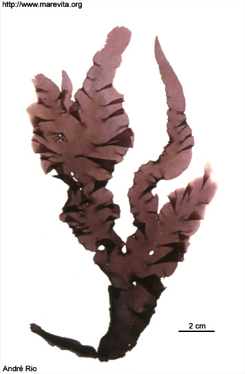 Faune algue Rhodophyta Porphyra purpurea Atlantique Manche