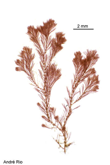 Faune algue Rhodophyta Antithamnion cruciatum Atlantique Manche