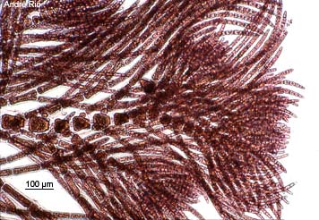 Faune algue Rhodophyta Antithamnion cruciatum Atlantique Manche