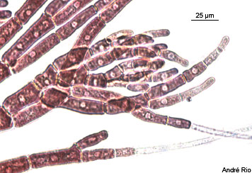Faune algue Rhodophyta Callithamnion corymbosum Atlantique Manche