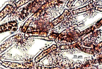 Faune algue Rhodophyta Callithamnion corymbosum Atlantique Manche