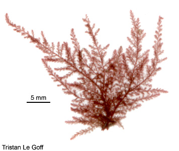 Faune algue Rhodophyta Callithamnion tetragonum Atlantique Manche