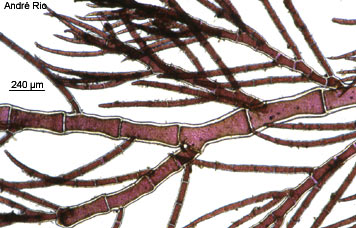 Faune algue Rhodophyta Callithamnion tetragonum Atlantique Manche