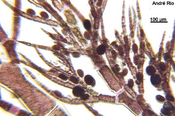 Faune algue Algues et plantes marines Callithamnion tetragonum ...