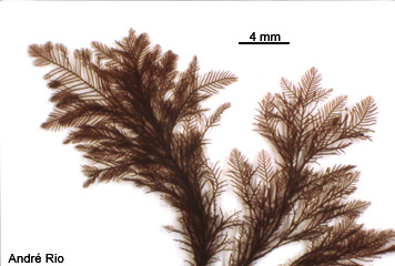 Faune algue Rhodophyta Callithamnion tetricum Atlantique Manche