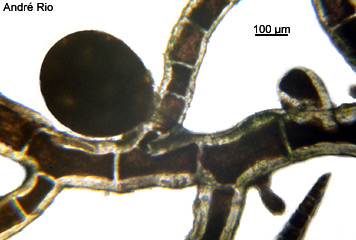 Faune algue Rhodophyta Callithamnion tetricum Atlantique Manche