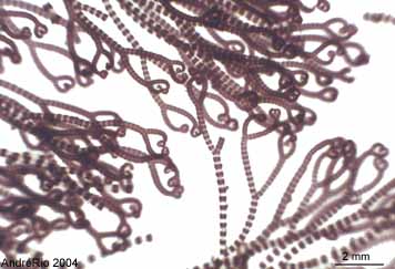 Faune algue Rhodophyta Ceramium ciliatum Atlantique Manche