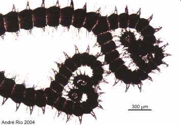 Faune algue Rhodophyta Ceramium ciliatum Atlantique Manche