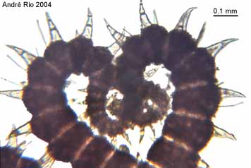 Faune algue Rhodophyta Ceramium ciliatum Atlantique Manche