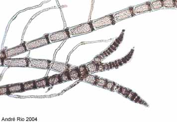 Faune algue Rhodophyta Ceramium comptum Atlantique Manche