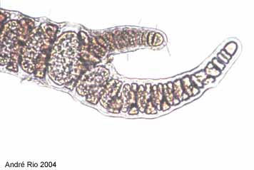 Faune algue Rhodophyta Ceramium comptum Atlantique Manche