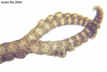 Faune algue Rhodophyta Ceramium echionotum Atlantique Manche