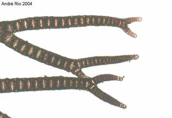 Faune algue Rhodophyta Ceramium gaditanum Atlantique Manche