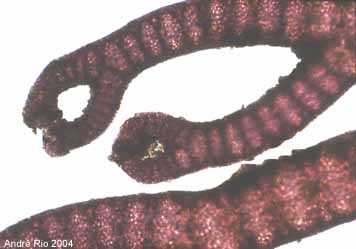 Faune algue Rhodophyta Ceramium nodulosum Atlantique Manche