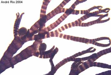 Faune algue Rhodophyta Ceramium nodulosum Atlantique Manche