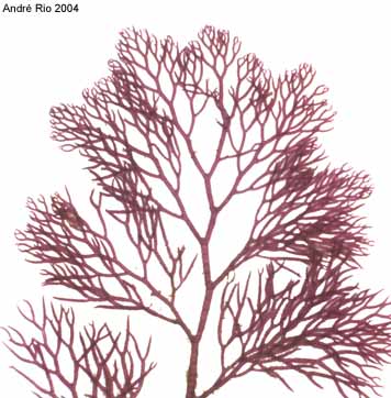 Faune algue Rhodophyta Ceramium pallidum Atlantique Manche