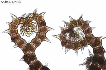 Faune algue Rhodophyta Ceramium schuttelworthianum Atlantique Manche