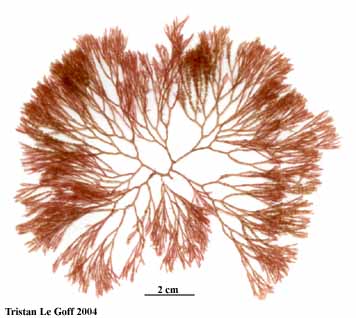 Faune algue Rhodophyta Griffithsia corallinoides Atlantique Manche