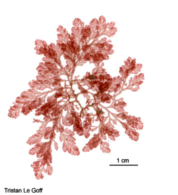 Faune algue Rhodophyta Pterothamnion plumula Atlantique Manche