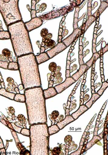 Faune algue Rhodophyta Pterothamnion plumula Atlantique Manche