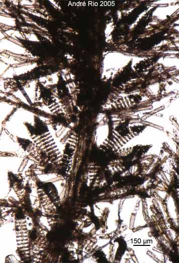 Faune algue Rhodophyta Dasya hutchinsiae Atlantique Manche