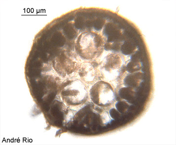 Faune algue Rhodophyta Chondria coerulescens Atlantique Manche