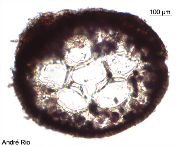 Faune algue Rhodophyta Chondria coerulescens Atlantique Manche