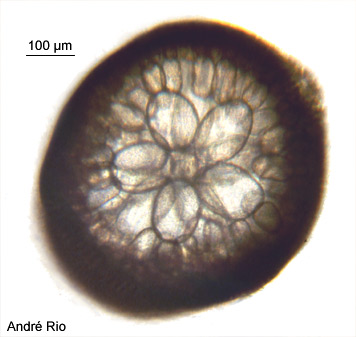 Faune algue Rhodophyta Chondria dasyphylla Atlantique Manche