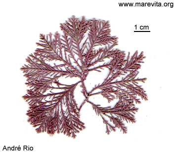 Faune algue Rhodophyta Corallina elongata Atlantique Manche