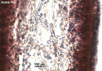 Faune algue Rhodophyta Callophyllis laciniata Atlantique Manche