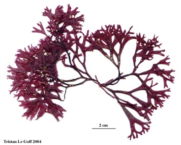 Mastocarpus Stellatus