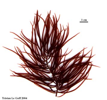 Faune algue Rhodophyta Solieria chordalis Atlantique Manche