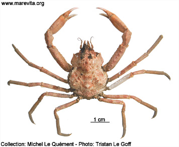 Hyas coarctatus - Alchetron, The Free Social Encyclopedia