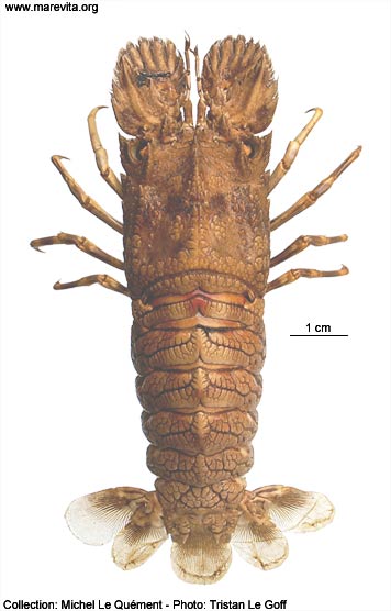 Faune algue Crustacea Scyllarus arctus Atlantique Manche