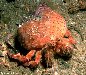 Faune algue Anthozoa Adamsia carciniopados Atlantique Manche
