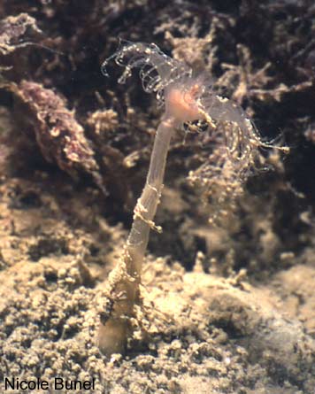 Faune algue Hydrozoa Corymorpha nutans Atlantique Manche