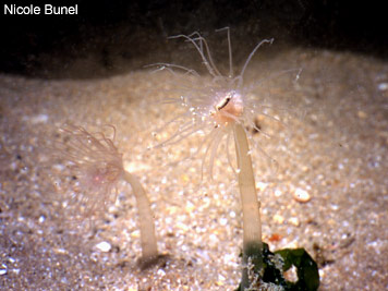 Faune algue Hydrozoa Corymorpha nutans Atlantique Manche