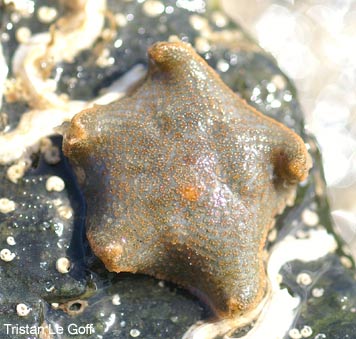 Faune algue Eleutherozoa Asterina gibbosa Atlantique Manche