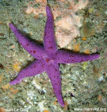 Faune algue Eleutherozoa Henricia oculata Atlantique Manche