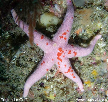 Faune algue Eleutherozoa Henricia oculata Atlantique Manche