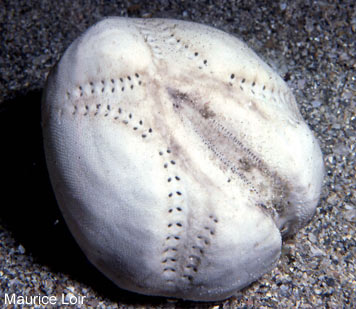 Faune algue Eleutherozoa Echinocardium cordatum Atlantique Manche