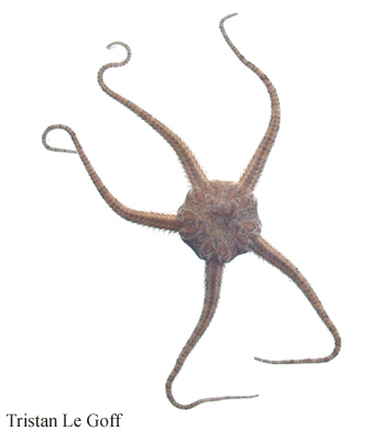 Faune algue Eleutherozoa Ophiura ophiura Atlantique Manche