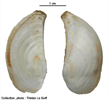 Faune algue Bivalves Pandora inaequivalvis (Linne 1758 Solen ...