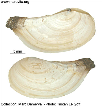 Faune algue Bivalves Pandora inaequivalvis (Linne 1758 Solen ...