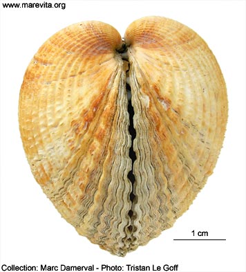 Faune algue Bivalves Cerastoderma glaucum (Poiret 1789 Cardium ...