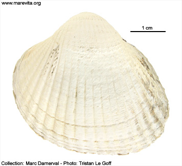 Faune algue Bivalves Cerastoderma glaucum (Poiret 1789 Cardium ...