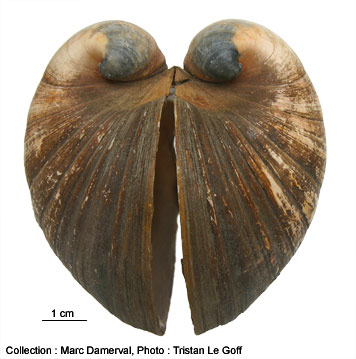 Glossus humanus - Alchetron, The Free Social Encyclopedia