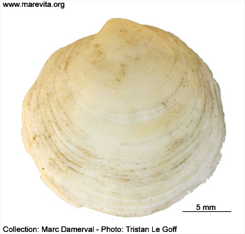 Faune algue Bivalves Loripes lacteus (Linne 1758 Tellina) Atlantique Manche