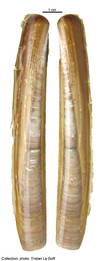 Faune algue Bivalves Ensis arcuatus (Jeffreys 1865 Solen) Atlantique Manche